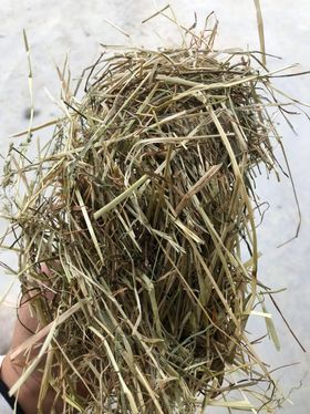 Meadow Hay Wrapped (Large Round) - Winzer Equine